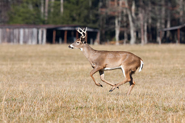 Deer Running Pictures | Download Free Images on Unsplash