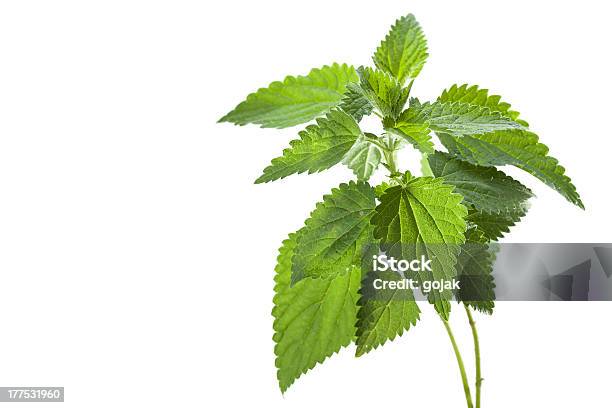 Nettle 쐐기풀에 대한 스톡 사진 및 기타 이미지 쐐기풀 Nettle 컷아웃 Istock