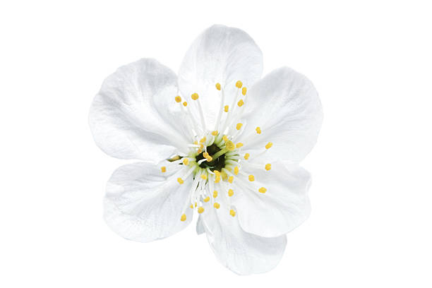 Free one white flower stock photos. Download the best free one white ...