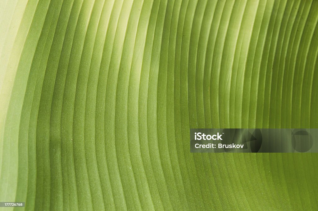 Latar Belakang Daun Pisang Foto Stok Unduh Gambar Sekarang Alam