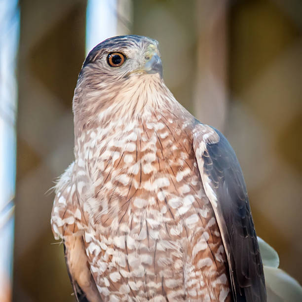 2,000+ Free Cooper Hawk & Hawk Photos - Pixabay