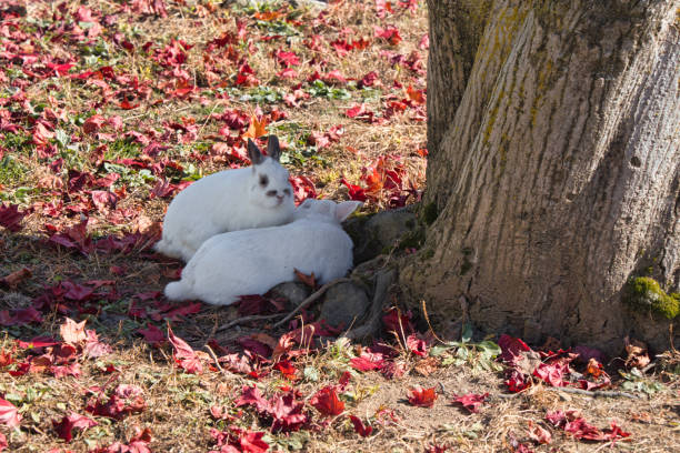 Free Stock Photo of Small White Rabbit Sitting in Field of Leaves ...