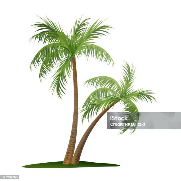 Vector Palm Trees Illustration On White向量圖形及更多棕櫚樹圖片 棕櫚樹 亞熱帶氣候 兩件物體