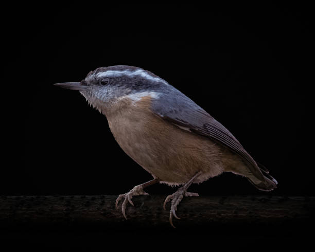 Bird Nuthatch Wildlife Feeding - Free photo on Pixabay - Pixabay