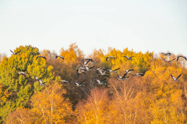 Free Stock Photo of Flock of Birds Flying Over Forest | Download Free ...