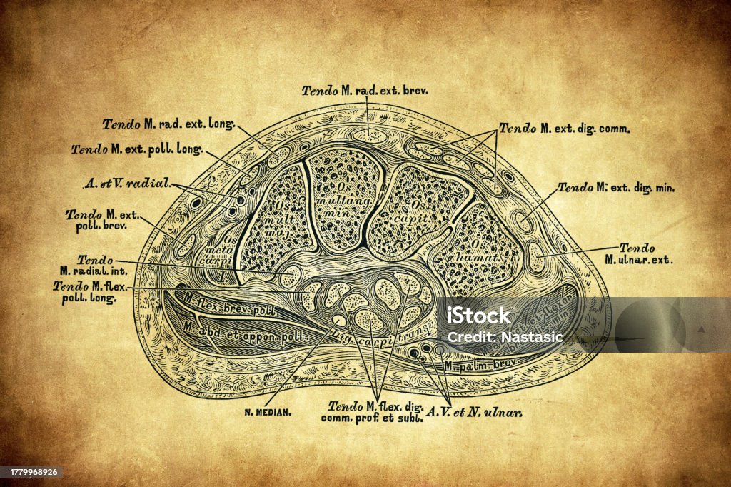 Horizontal Section Through The Second Row Of Carpal Bones Stock Illustration Download Image