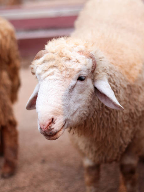 Free Stock Photo of Close Up of a Sheep With Blurry Background ...