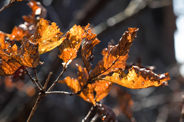 Free Stock Photo of Sunlit translucent autumn leaf | Download Free ...