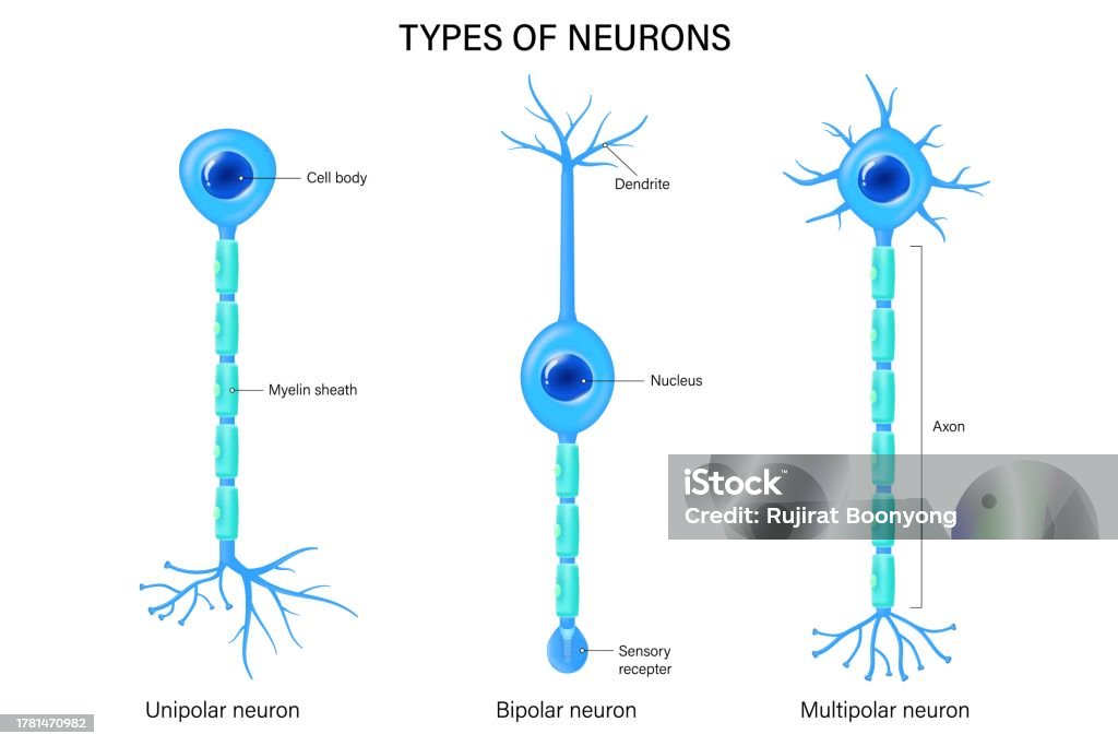 Jenis Vektor Neuron Neuron Unipolar Bipolar Dan Multipolar Jenis Neuron ... Jenis Vektor Neuron Neuron Unipolar Bipolar Dan Multipolar Jenis Neuron ...