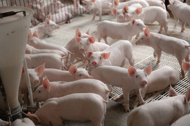 4,000+ Free Pig & Nature Images - Pixabay