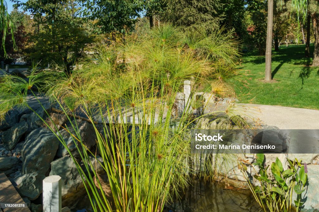 Cyperus Papyrus Papyrus Sedge Paper Reed Indian Matting Plant Or Nile