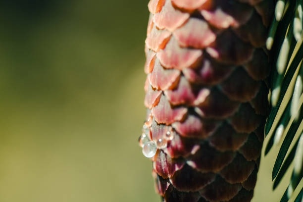 Free Stock Photo of Balsam fir sap | Download Free Images and Free ...