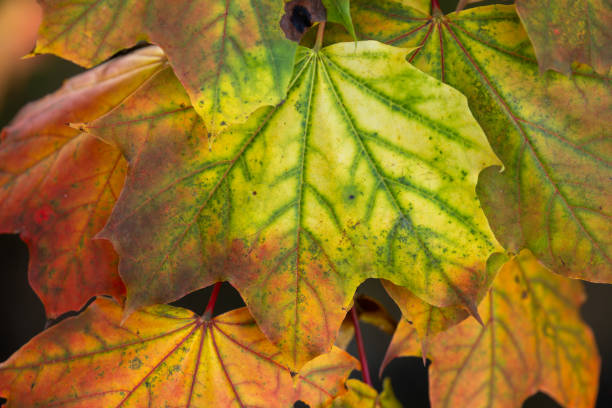 Free picture: group, stunning, maple, leaves