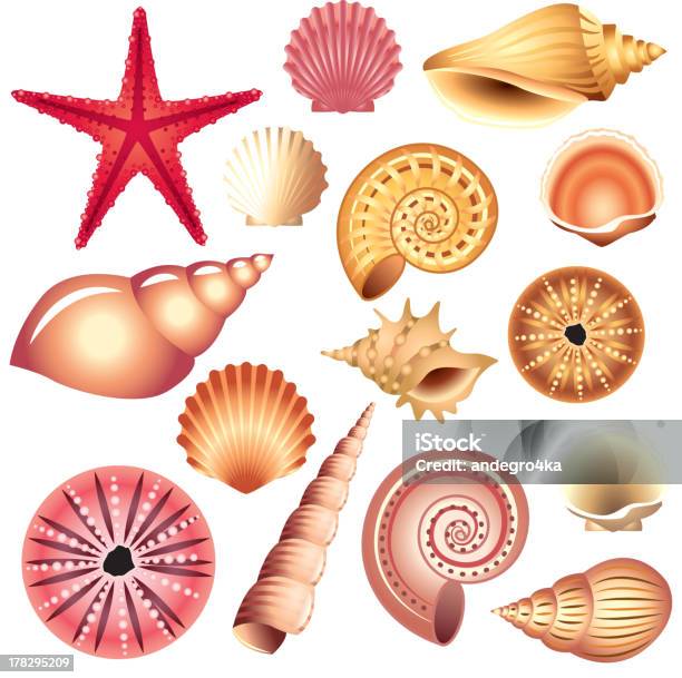 Seashells 흰색 바탕에 그림자와 껍데기에 대한 스톡 벡터 아트 및 기타 이미지 껍데기 나선형 다양 Istock