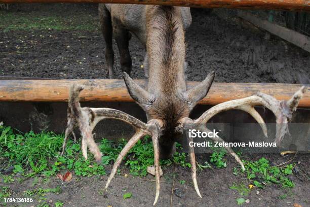 Photo The Deer Lowered Its Head With Horns Stock Photo - Download Image ... Photo The Deer Lowered Its Head With Horns Stock Photo - Download Image ...