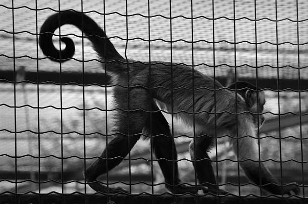 Free picture: Monkey in a cage in a ZOO, a black and white photo that ...