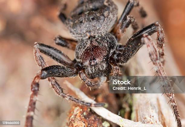 Orb위버 족두리 Araneidae 우드에 접사를 포토서제스트 0명에 대한 스톡 사진 및 기타 이미지 0명 가까운 갈색