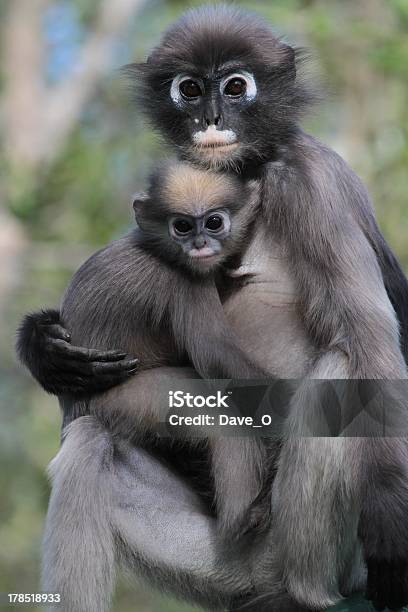 Dusky 랑구르 및 아기 태국 0명에 대한 스톡 사진 및 기타 이미지 0명 검은잎원숭이 귀여운 Istock