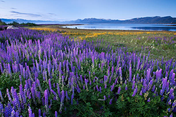 Lupine Flowers in the Spring – Free Nature Stock