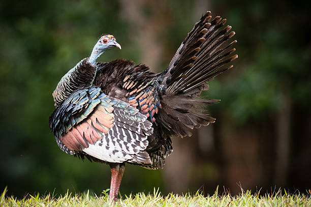 Free Stock Photo of Ocellated Turkey | Download Free Images and Free ...
