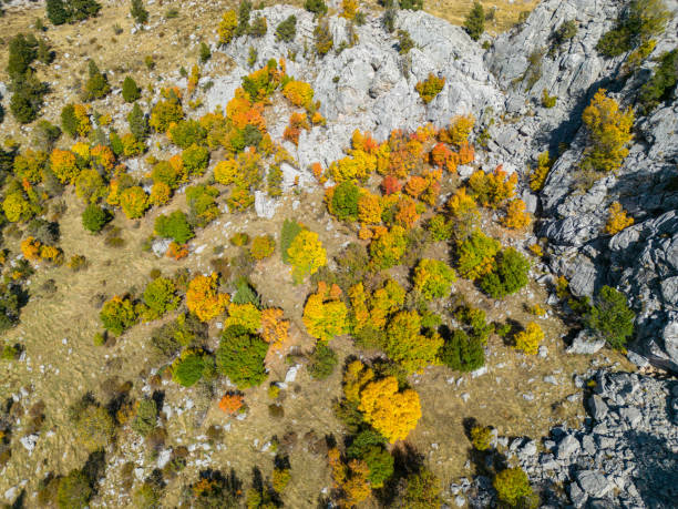 Free Stock Photo of A Birds Eye View of a Tree and a Rock | Download ...