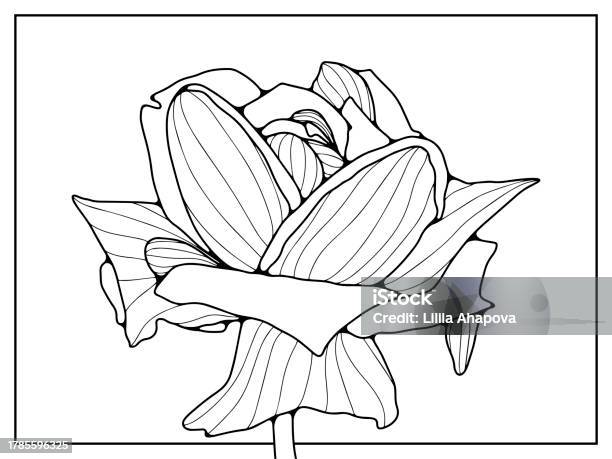 Contour Noir Dune Fleur De Rose Luxuriante Sur Fond Blanc Rose Ouverte