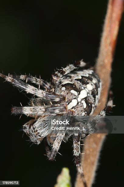 Orb위버 족두리 Araneidae 우드에 접사를 포토서제스트 0명에 대한 스톡 사진 및 기타 이미지 0명 가까운 갈색