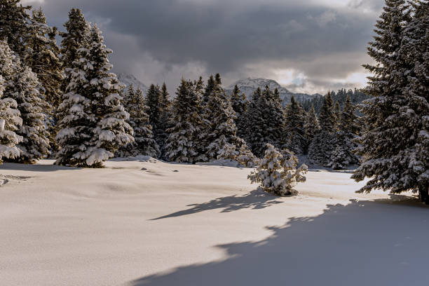 Free snow clad trees stock photos. Download the best free snow clad ...