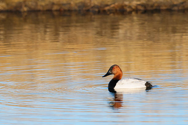 Free picture: waterfowl, migration, birds, canvasback, ducks