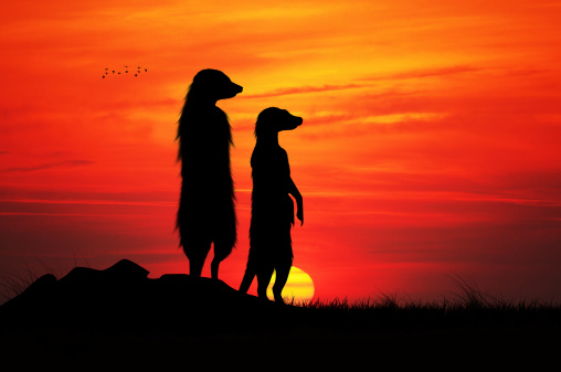 Meerkats At 해질녘까지 미어캣에 대한 스톡 벡터 아트 및 기타 이미지 미어캣 실루엣 거리가 먼 Istock