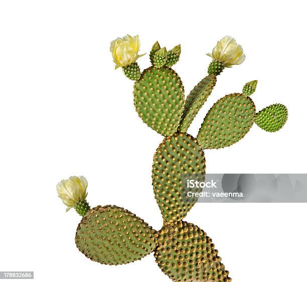 Opuntia 캐터스 흰색 바탕에 흰색 배경 선인장에 대한 스톡 사진 및 기타 이미지 선인장 부채선인장 꽃 식물 Istock
