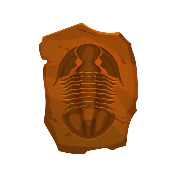 20 Trilobite Cartoon Stock Illustrations Royalty Free Vector Graphics And Clip Art Istock