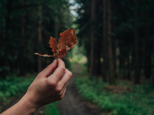 Free picture: hand, leaf, nature, park, finger