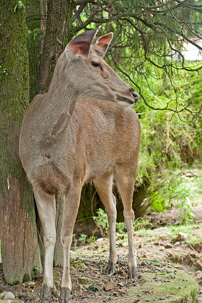 Musk Deer Pictures | Download Free Images on Unsplash