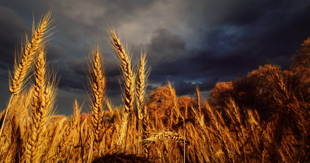 Free picture: wheat, growing, wheatfield, light brown, organic, close ...