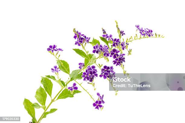 Duranta 아이리스입니다 흰색 바탕에 흰색 배경 0명에 대한 스톡 사진 및 기타 이미지 0명 관목 꽃 나무 Istock