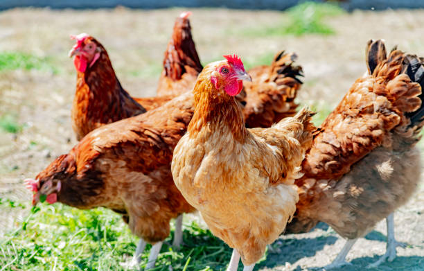 Free Stock Photo of Rooster free-ranging on a traditional farm ...