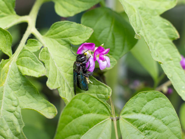 Blue Carpenter Bee Insect Nature - Free photo on Pixabay