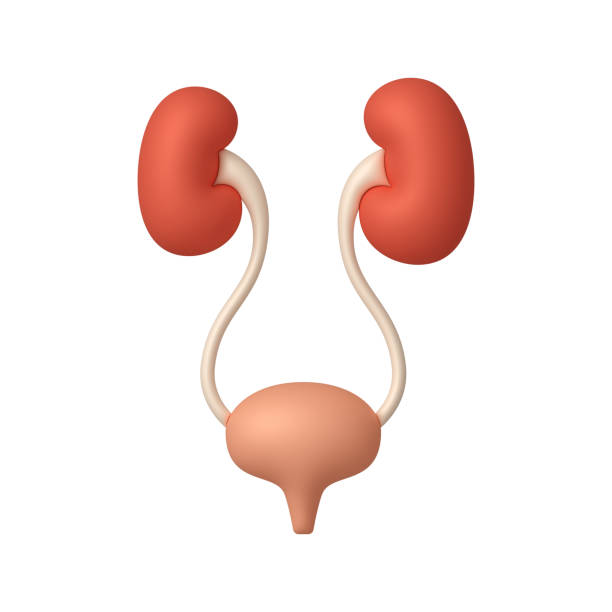 560 Renal Vein Stockfotos Afbeeldingen En Royalty Free Beelden Istock