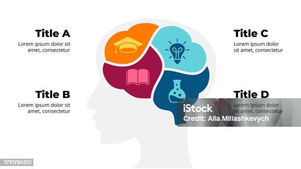 Silhouette Humaine Infographie Sur Lanatomie Du Cerveau Concept