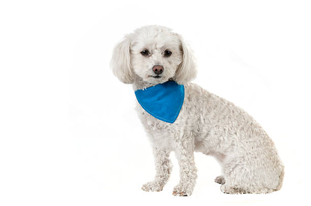 Dog Bandana Pictures | Download Free Images on Unsplash
