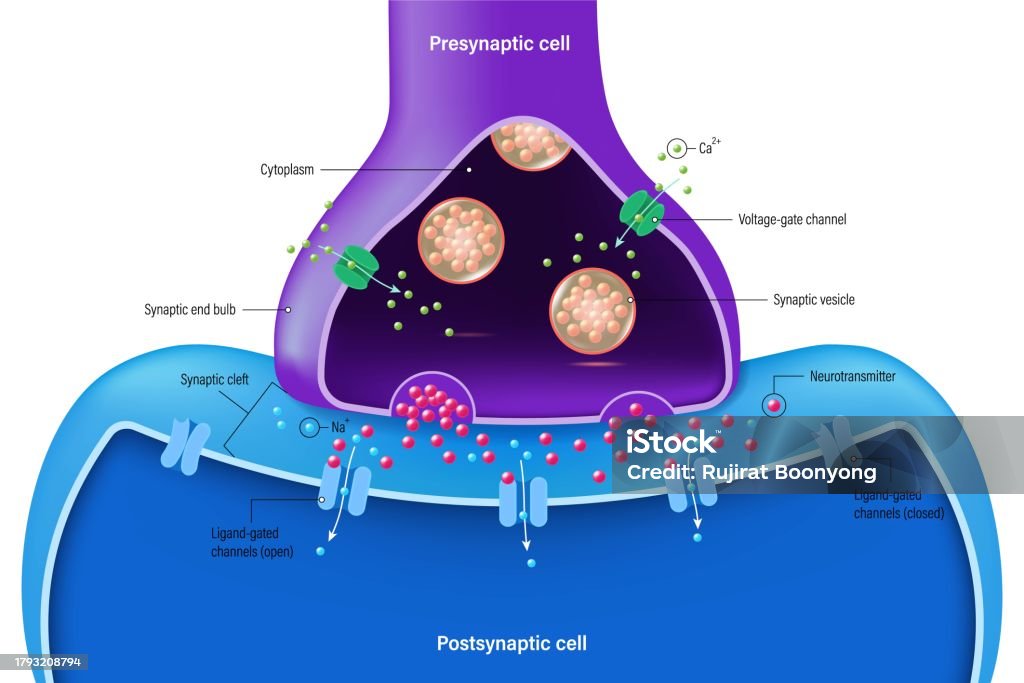 Diagram Of Neuron Neuron Communication Chemical Synapse Vector Synaptic ... Diagram Of Neuron Neuron Communication Chemical Synapse Vector Synaptic ...