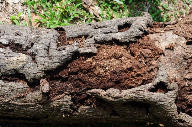 Free picture: velvet, ant, insect, log