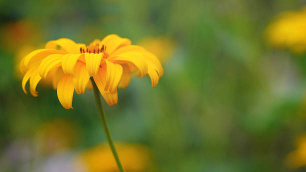 Free picture: yellow, jacket, flower