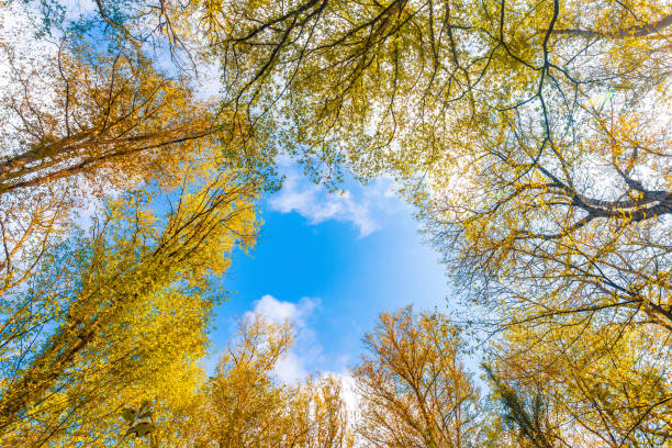 Free Stock Photo of Dense Forest With Yellow and Blue Flowers ...