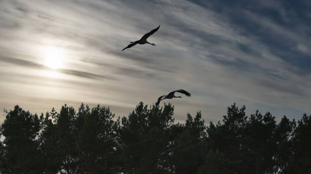 Free Stock Photo of Birds Flying Through Forest | Download Free Images ...