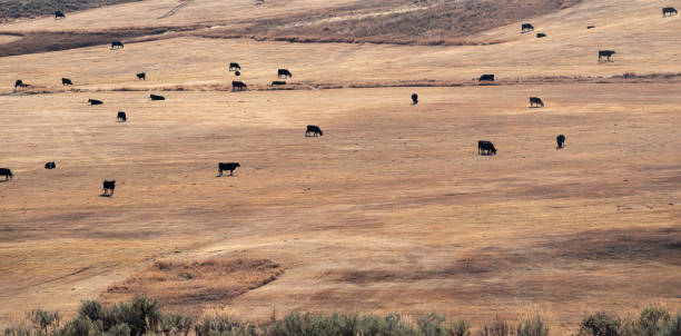 Free Stock Photo of A Herd of Cattle Grazing on Dry Grass | Download ...