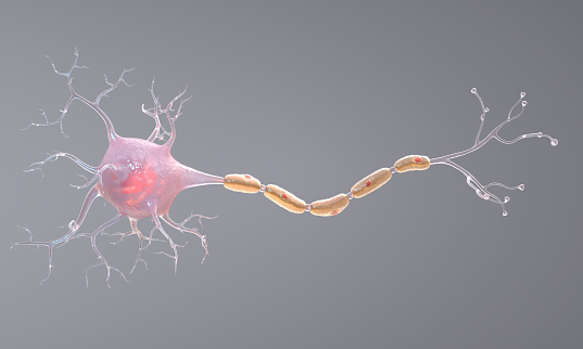 Célula Neuronal Única Foto De Stock Y Más Banco De Imágenes De Anatomía