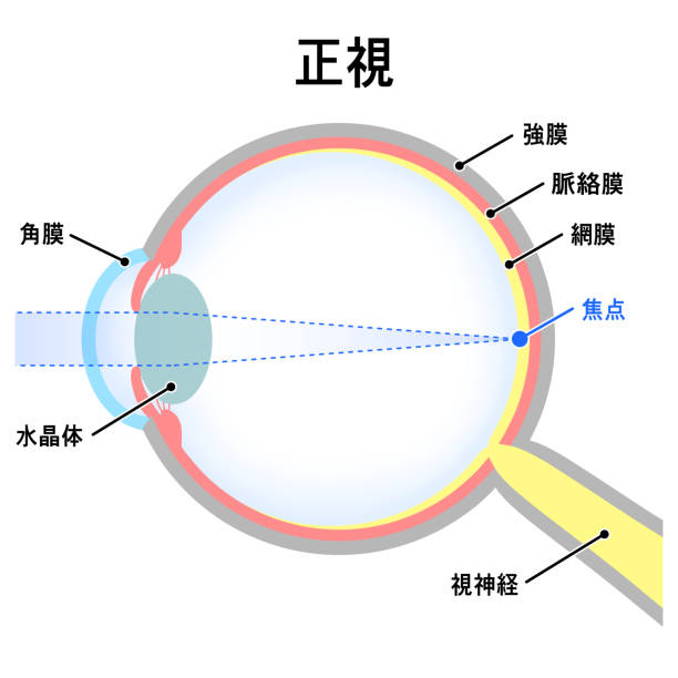 210+ Lateral Eye Stock Illustrations, Royalty-Free Vector Graphics ... 210+ Lateral Eye Stock Illustrations, Royalty-Free Vector Graphics ...