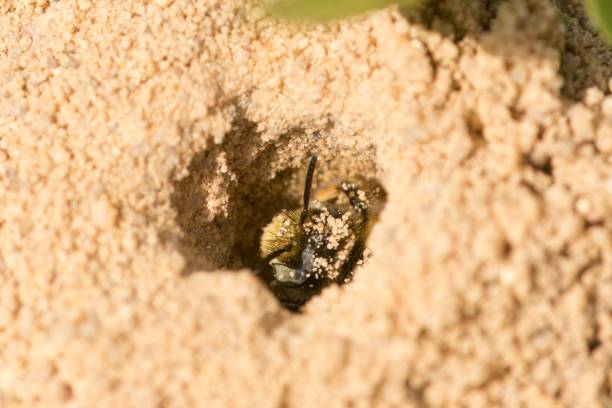 Sand Bee Redheaded Wild - Free photo on Pixabay